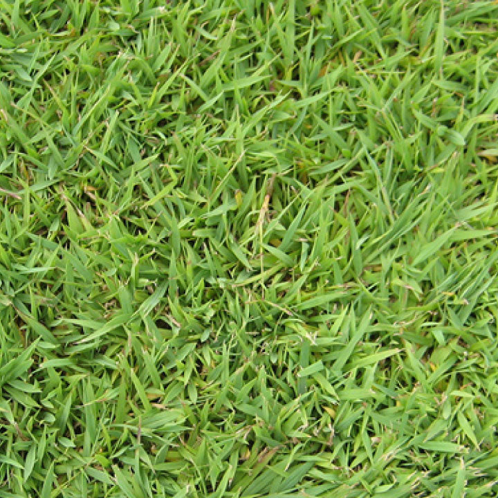 Turf Laying Services - Brisbane Turf Traders