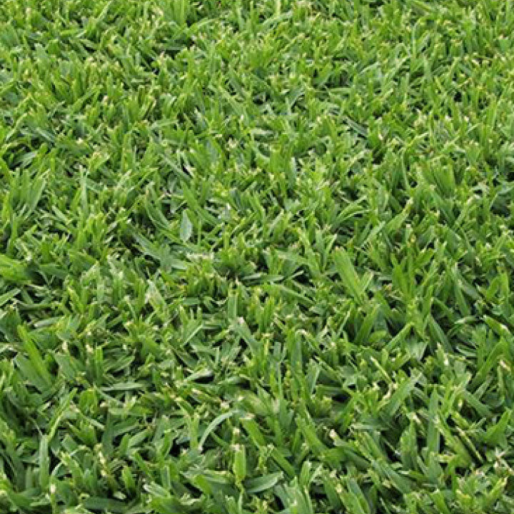 Turf Laying Services - Brisbane Turf Traders