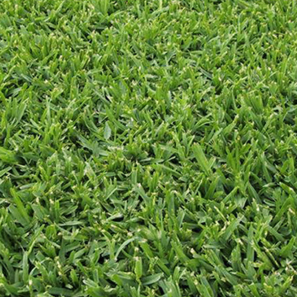 Brisbane Turf Traders | Turf Varieties